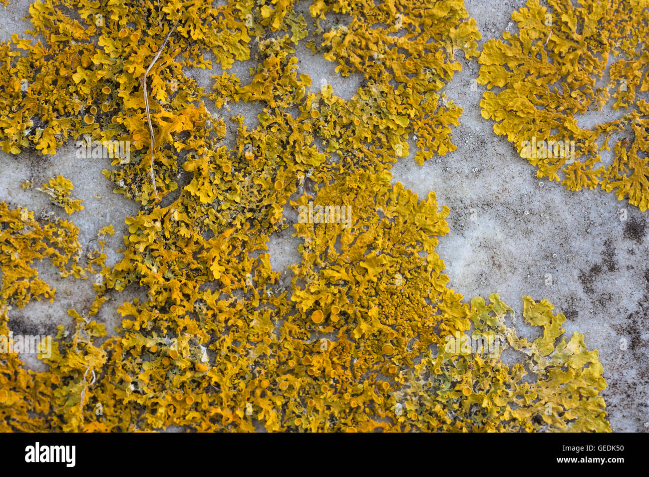 Green moss on gray gravestone Stock Photo - Alamy