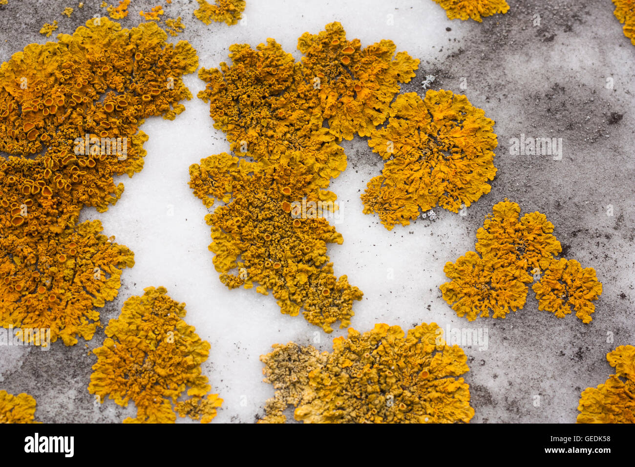 Green moss on gray gravestone Stock Photo - Alamy
