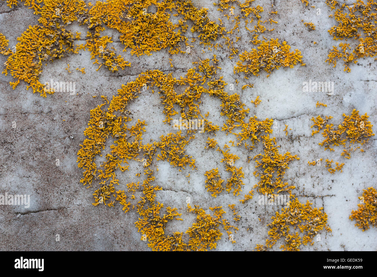 Green moss on gray gravestone Stock Photo - Alamy