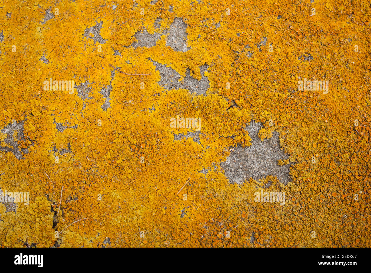 Green moss on gray gravestone Stock Photo - Alamy