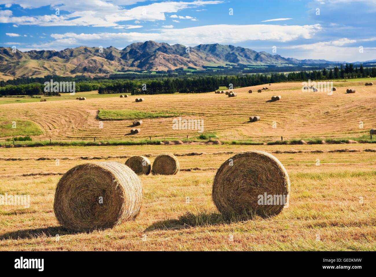 Hay field in new zealand hi-res stock photography and images - Alamy