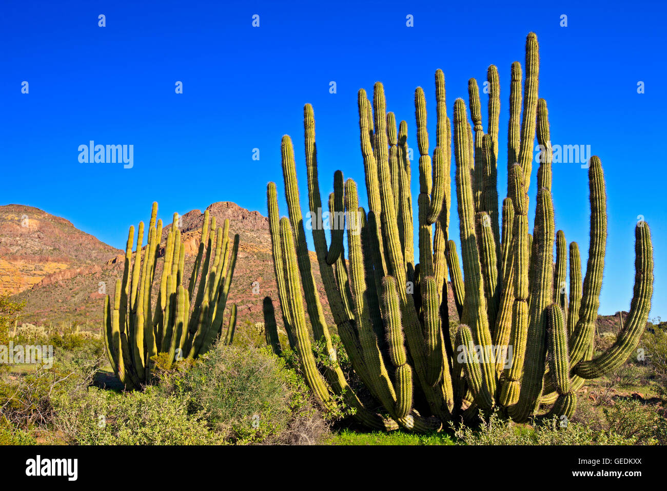 Lukeville arizona hi-res stock photography and images - Alamy