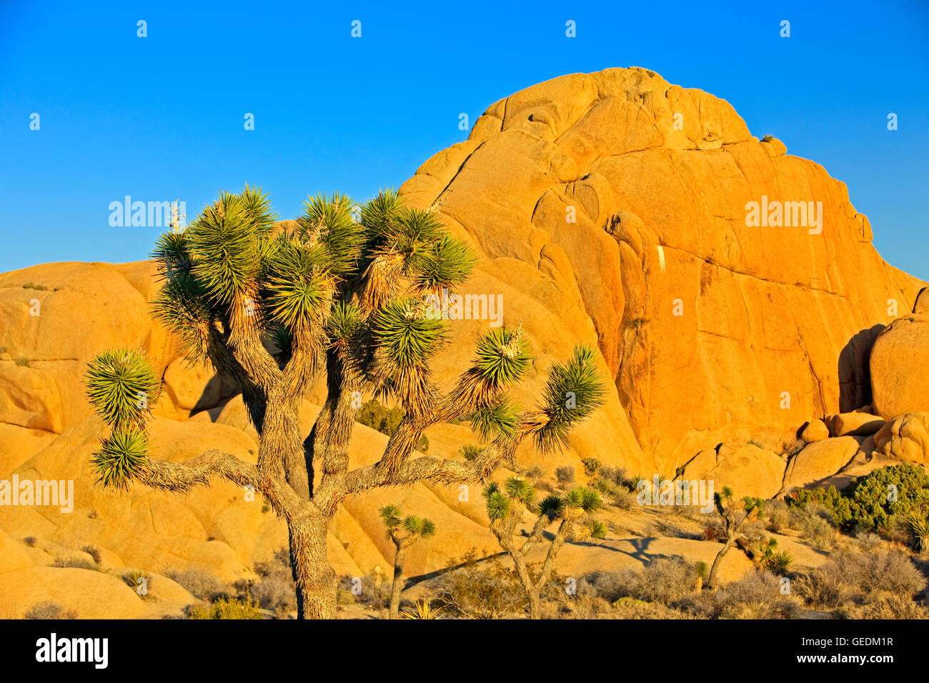 Bork bork hi-res stock photography and images - Alamy