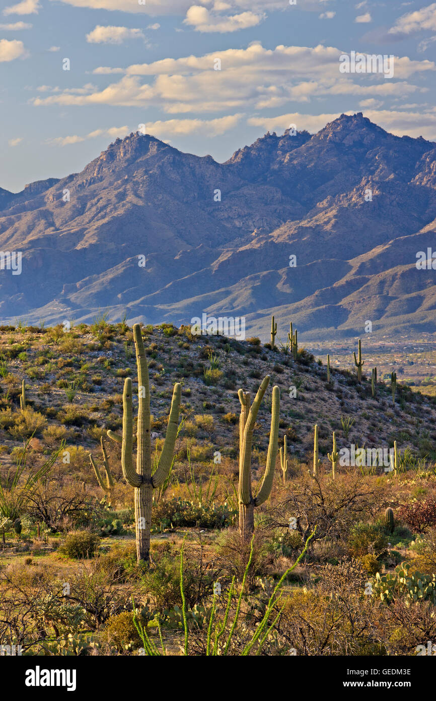 geography / travel, USA, Arizona, Tucson, Desert landscape in spring at ...