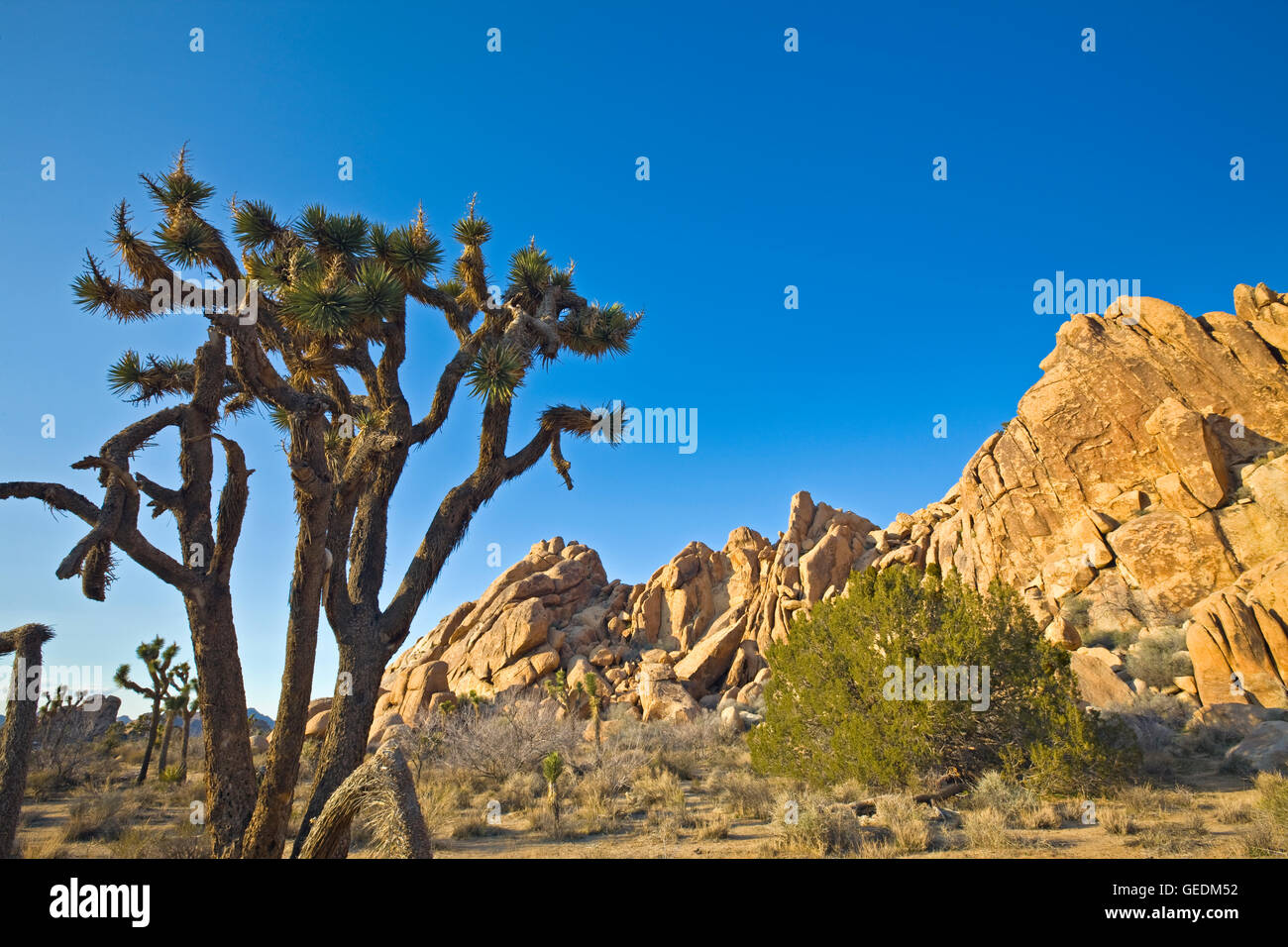 geography / travel, USA, California, Joshua Tree, Joshua Tree National ...
