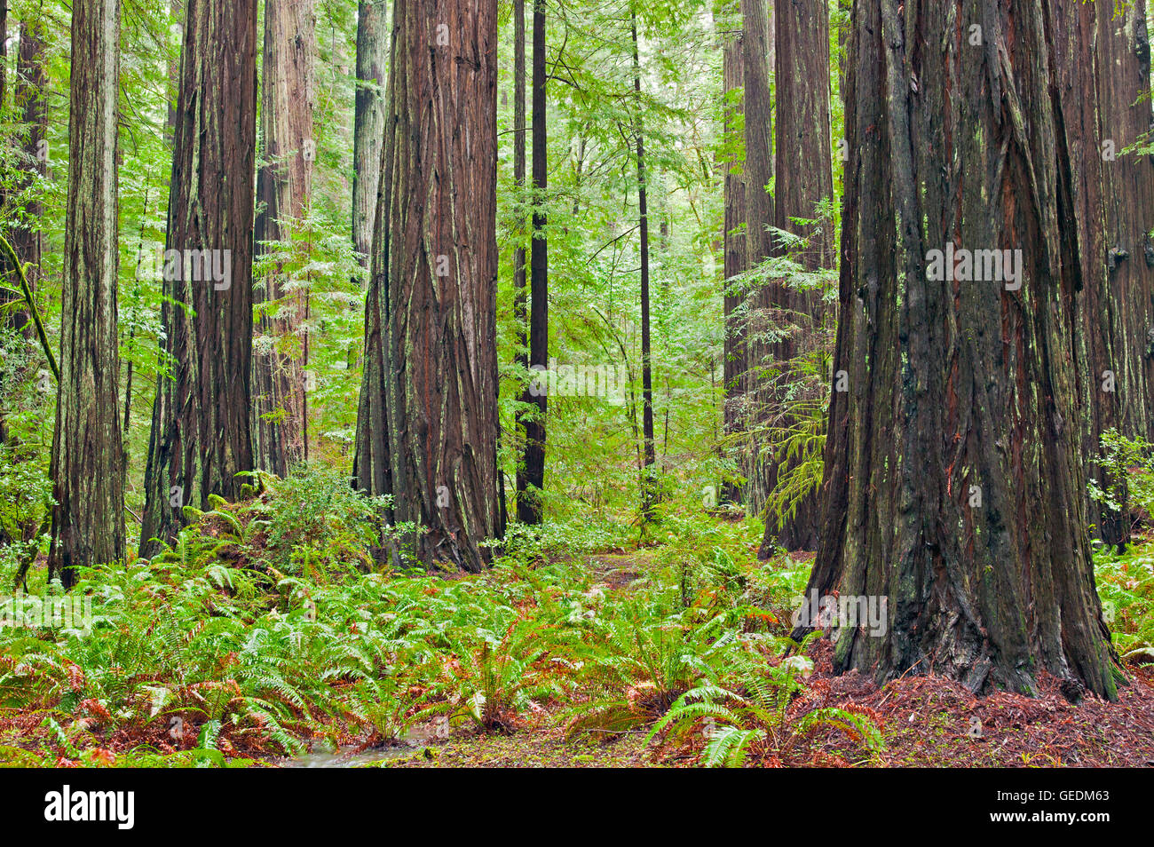 geography / travel, USA, California, Humboldt Redwoods State Park ...