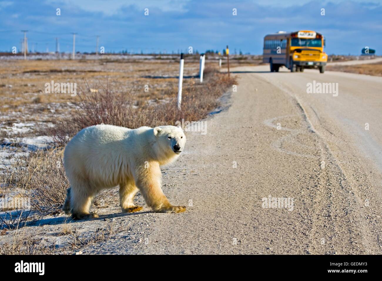 Zoology / animals, Canada, Manitoba, Churchill, Polar Bear, Ursus ...