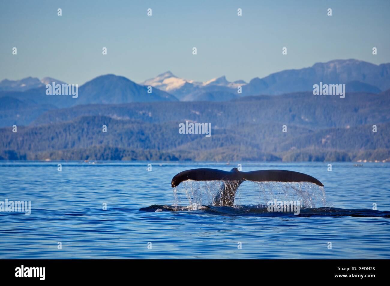 Zoology / animals, Canada, British Columbia, Humpback whale diving and ...