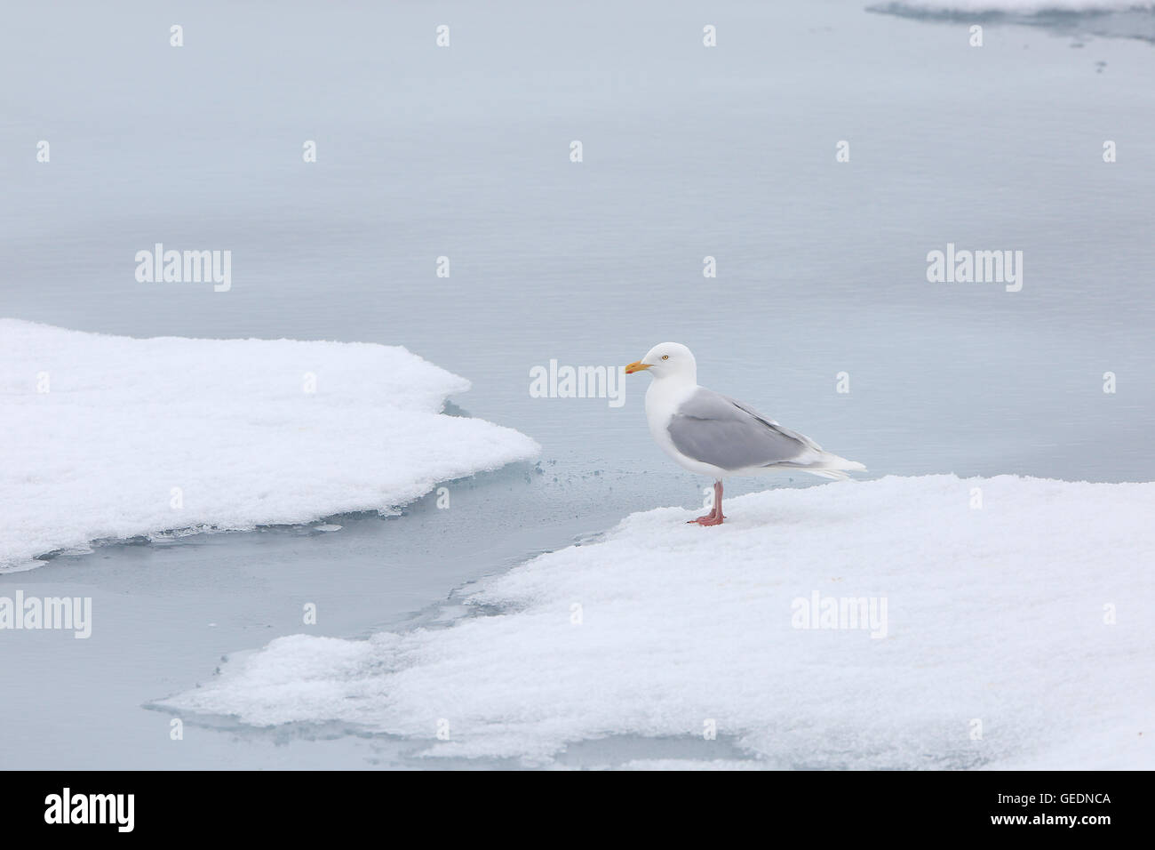 Arctic gull hi-res stock photography and images - Alamy