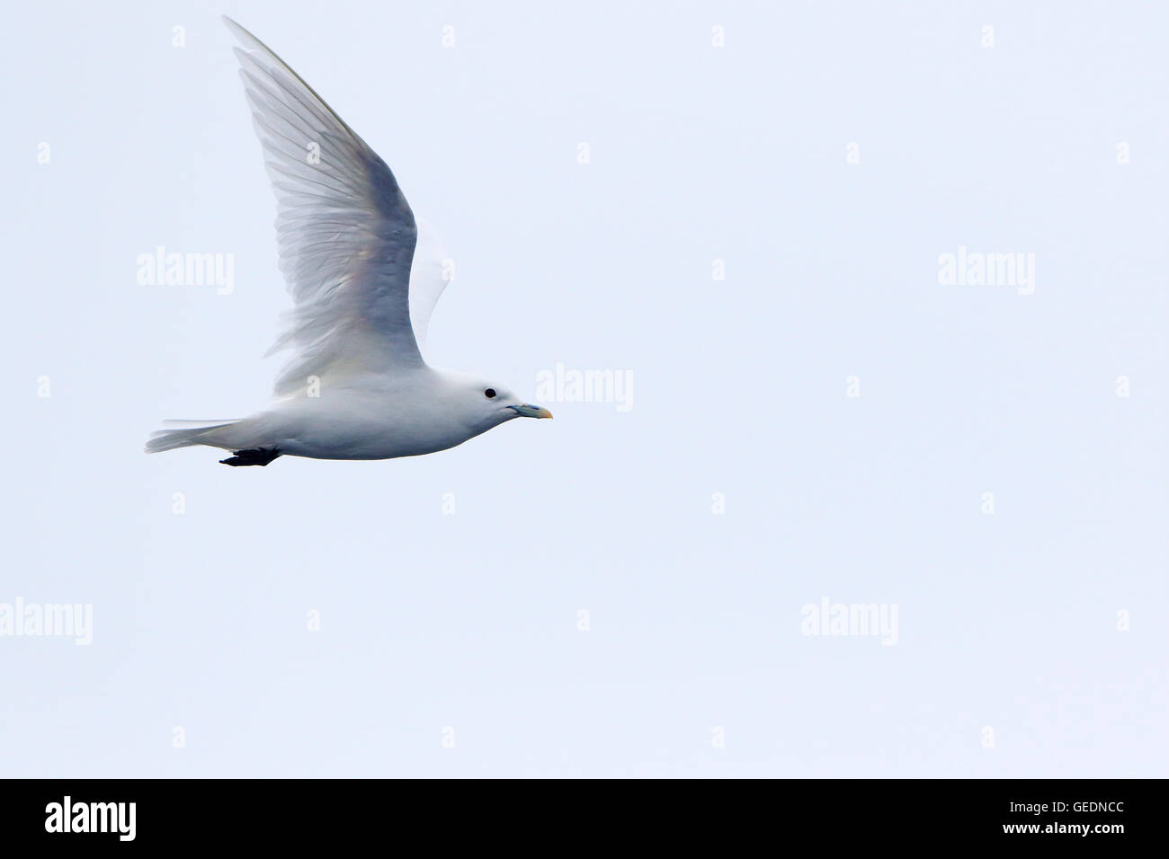 Adult Ivory Gull in flight Stock Photo - Alamy