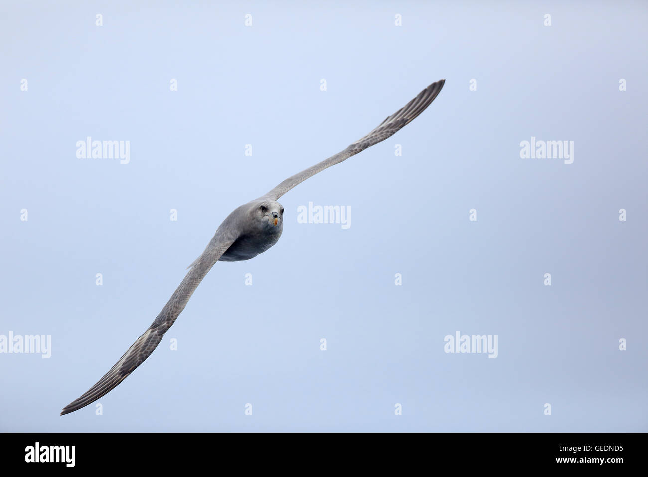 Blue Northern Fulmar in flight Stock Photo - Alamy
