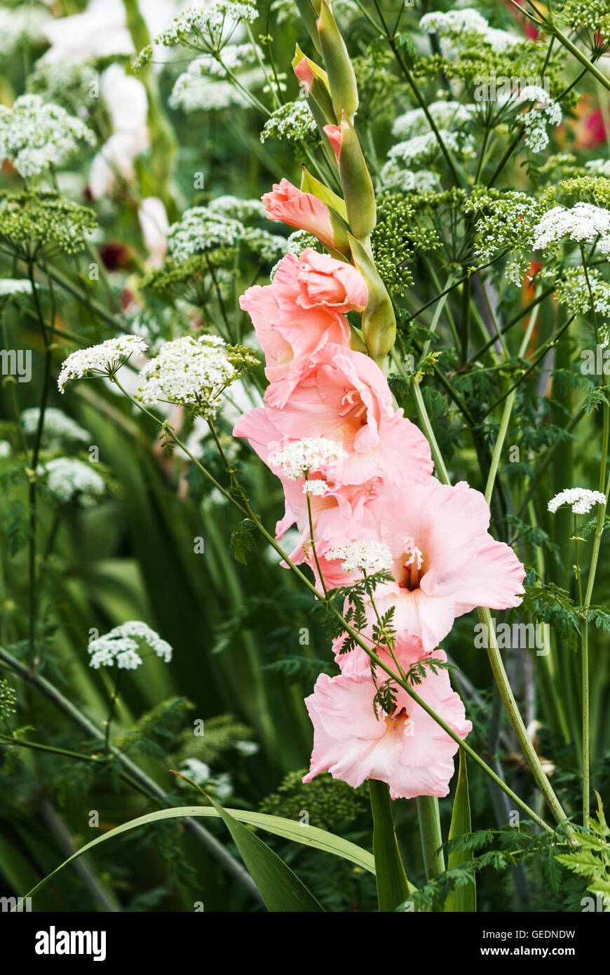 Pink gladiolus flower hi-res stock photography and images - Alamy