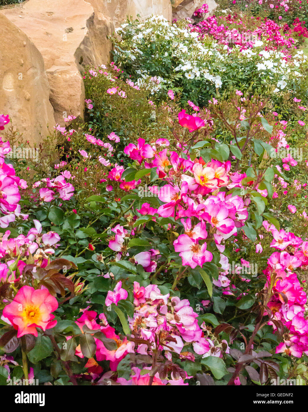 Pink and White Dwarf Roses Stock Photo - Alamy