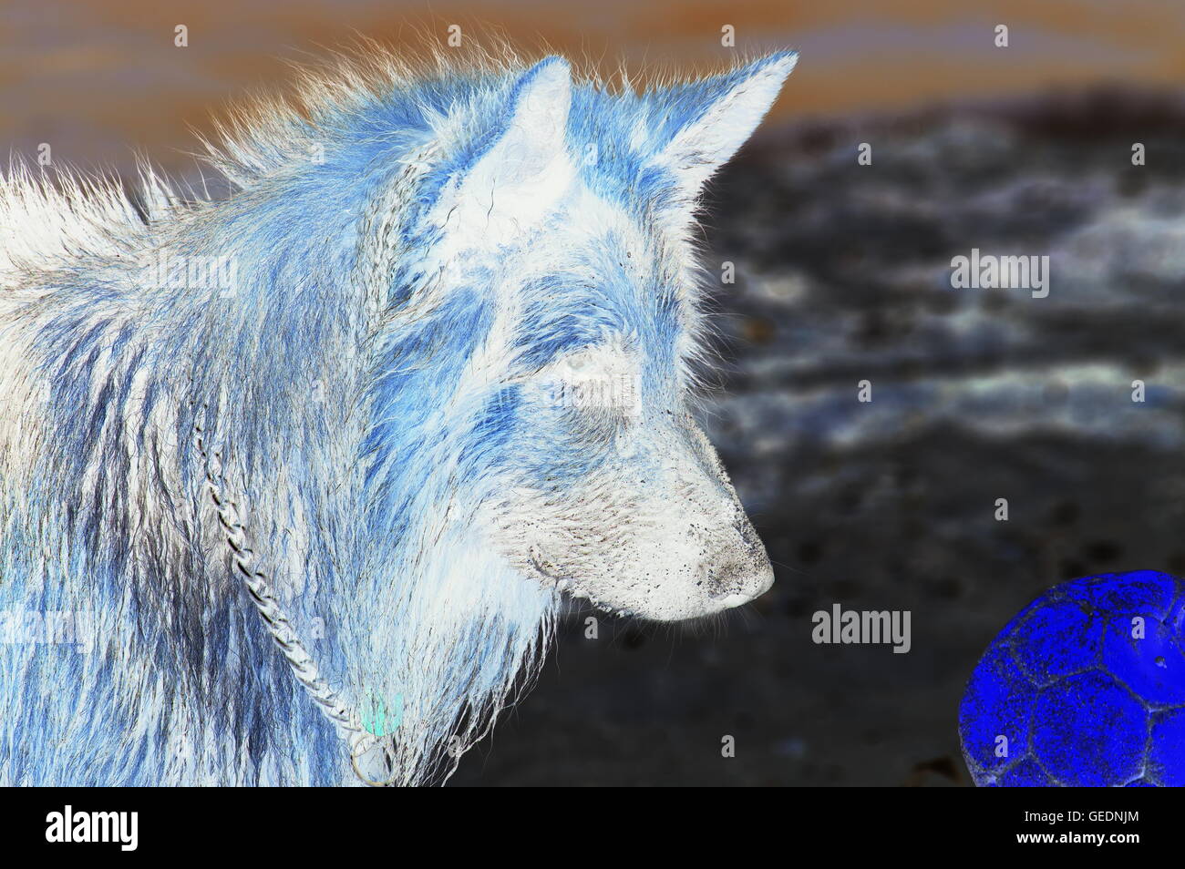 Moody pet art hi-res stock photography and images - Alamy