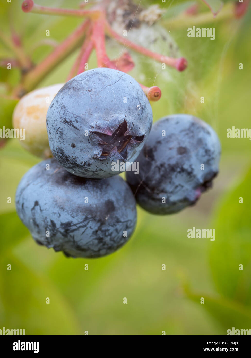 American blueberries fruit hi-res stock photography and images - Alamy