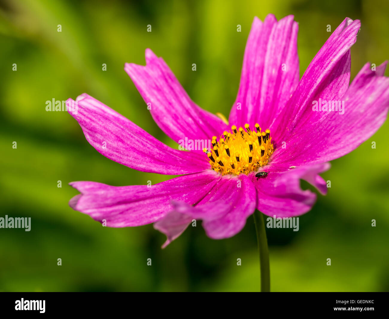 Pink cosmos hi-res stock photography and images - Alamy
