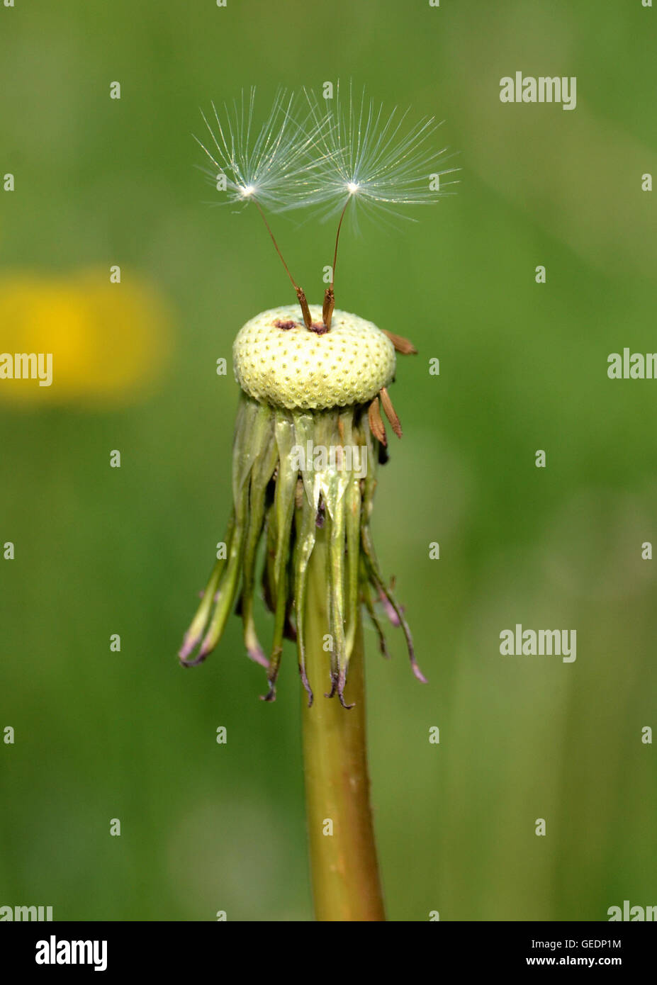 Airborne seeds hi-res stock photography and images - Alamy