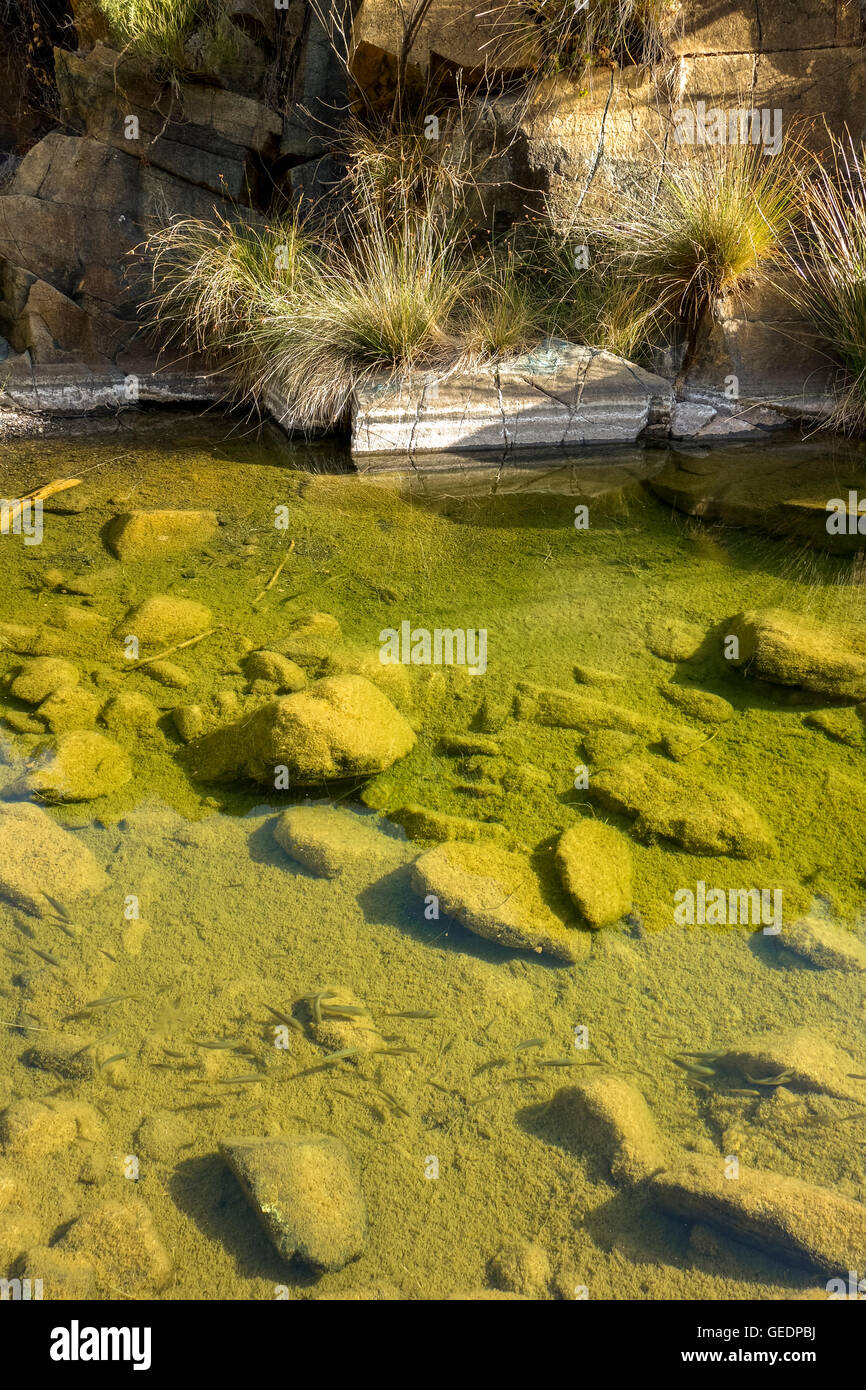 Fish of streams hi-res stock photography and images - Alamy