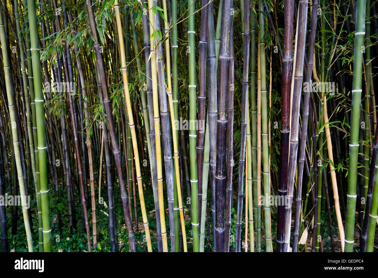 Forest of bamboo plants hi-res stock photography and images - Alamy
