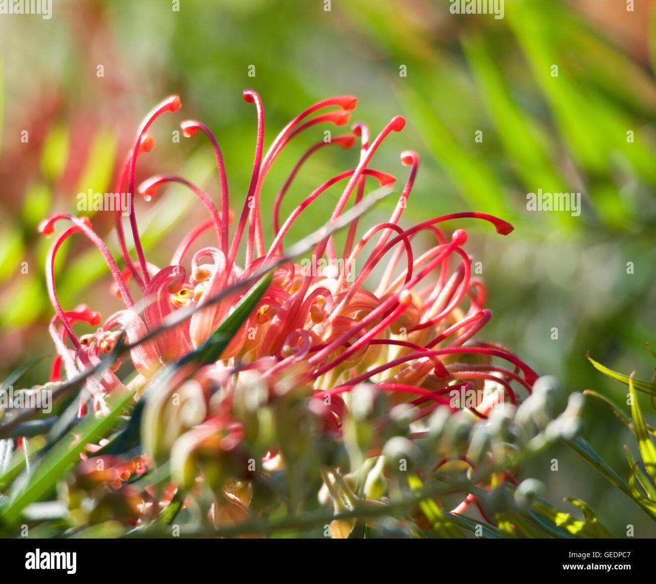 Australias national flower hi-res stock photography and images - Alamy