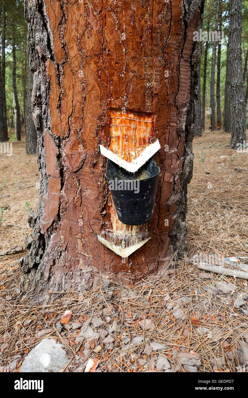 Tree Secretion High Resolution Stock Photography and Images - Alamy