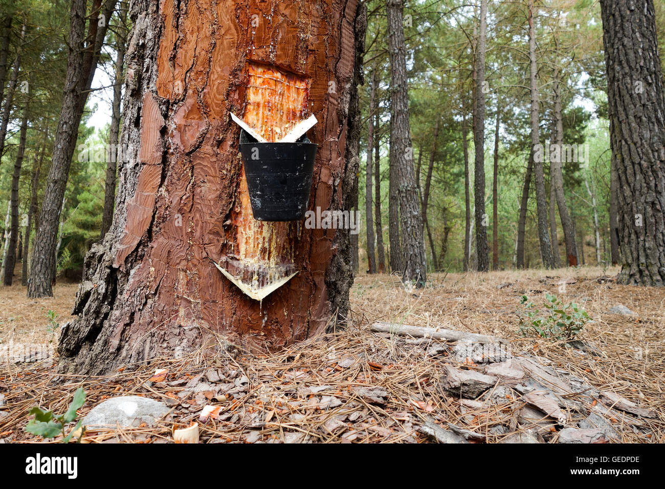 Lacquer tree sap hi-res stock photography and images - Alamy