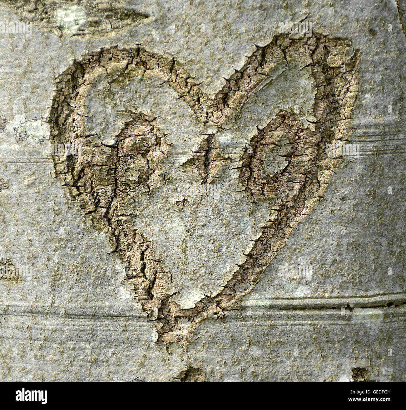 Love signs in the forest, heart with first letters of humans in love ...