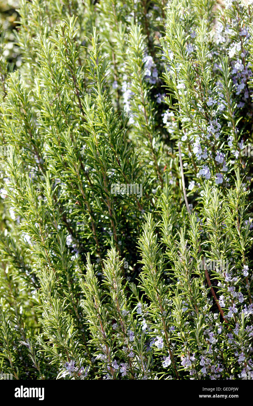 Rosmarinus Officinalis (Rosemary) plant in flower Stock Photo - Alamy