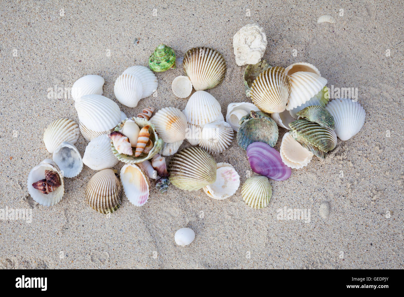 Selection of colorful shells on tropical island Koh Phangan in Thailand ...