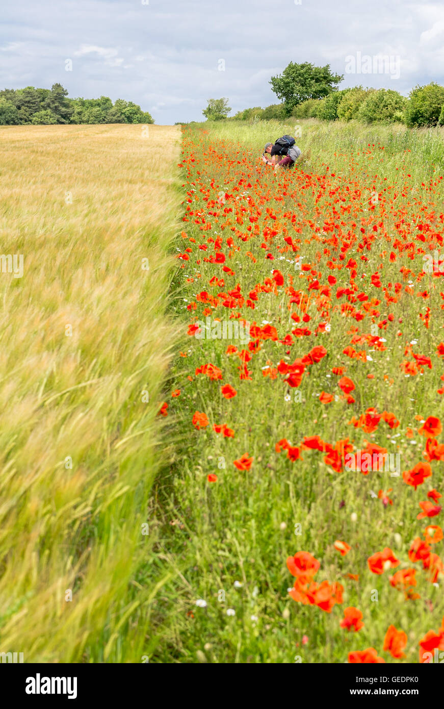 Poppies and other wild flowers at the side of a barley field to ...