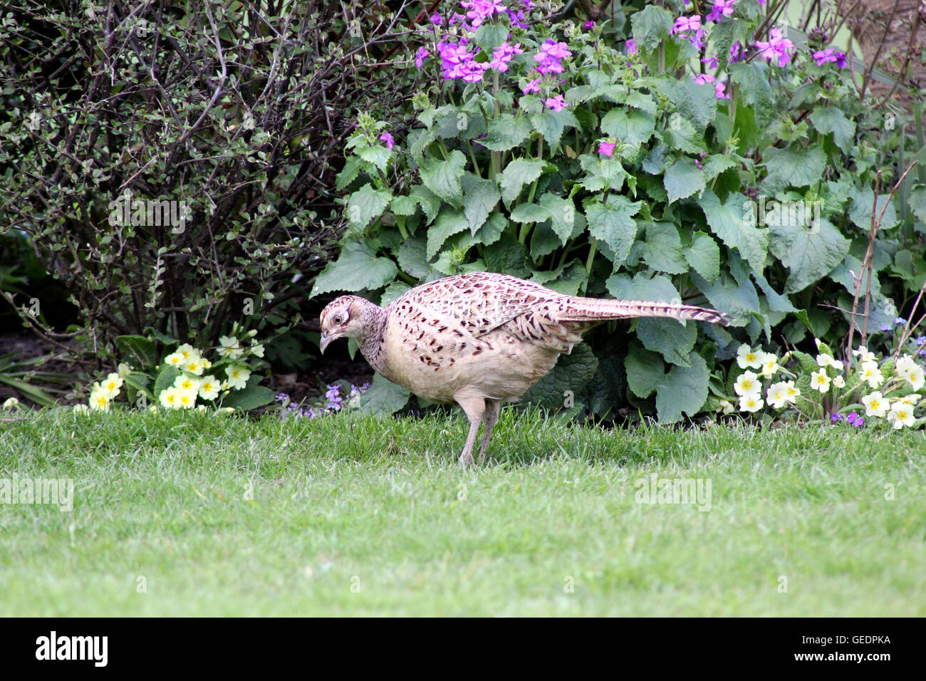 Curious wild hen pheasant visits English garden Stock Photo - Alamy