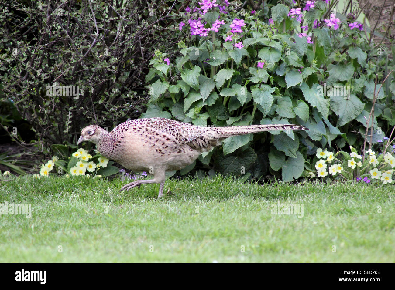 Gorgeous wild hen pheasant in motion visits English garden Stock Photo ...