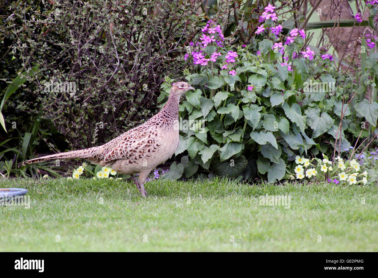 Gorgeous wild hen pheasant in English garden Stock Photo - Alamy