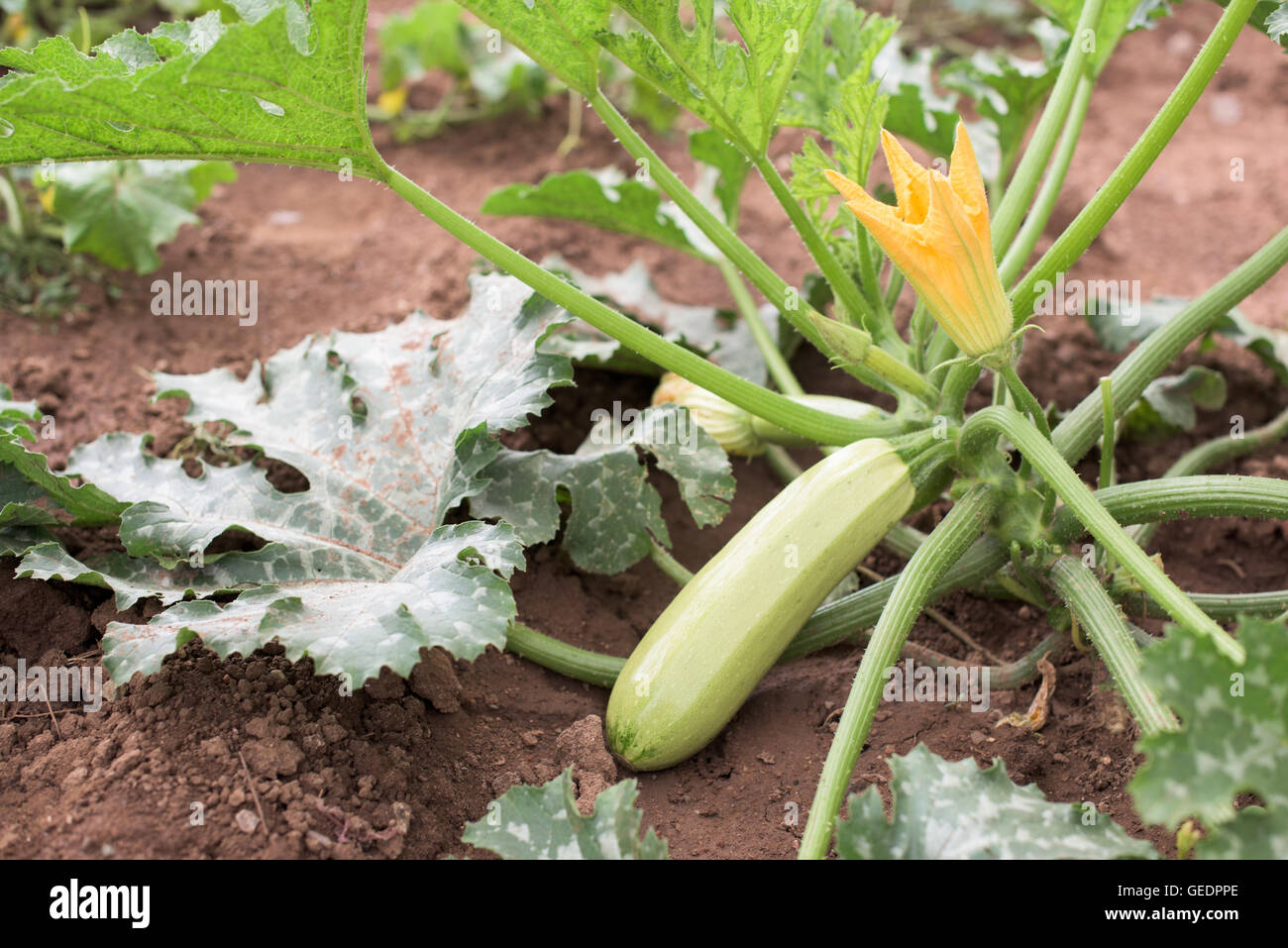 Part of zucchini plant with vegetable and blossom Stock Photo - Alamy