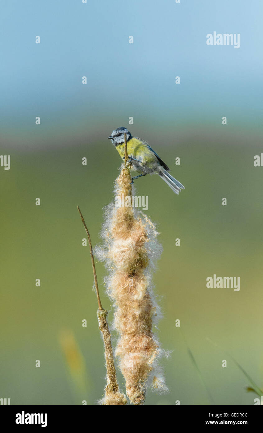 Adult Blue Tit perched on the top of a Bull Rush stem Stock Photo - Alamy