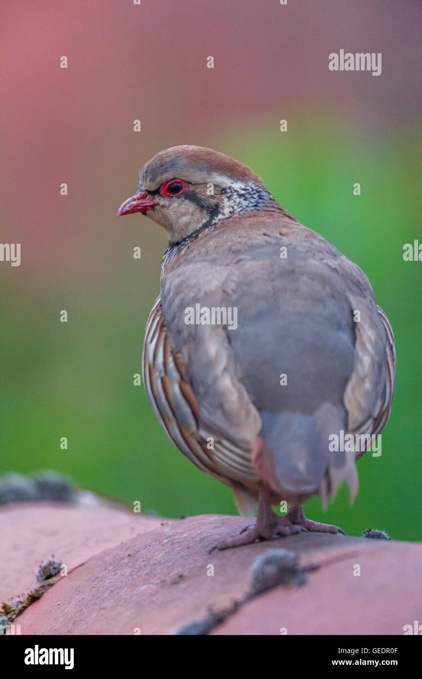 Red-Legged Partridge standing on the top of a roof tile Stock Photo - Alamy