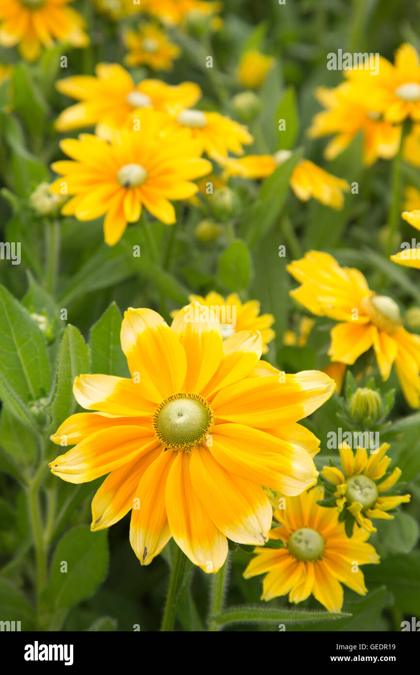 Rudbeckia 'Prairie Sun' (Gloriosa Daisy) on display at RHS Wisley ...