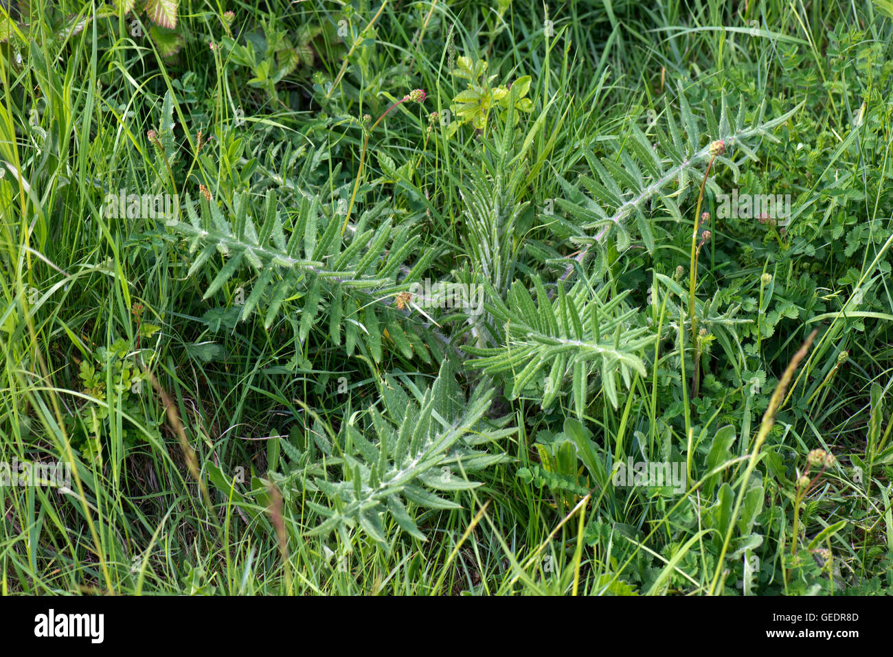 Young woolly thistle plant, Cirsium eriophorum, on a downland bank ...