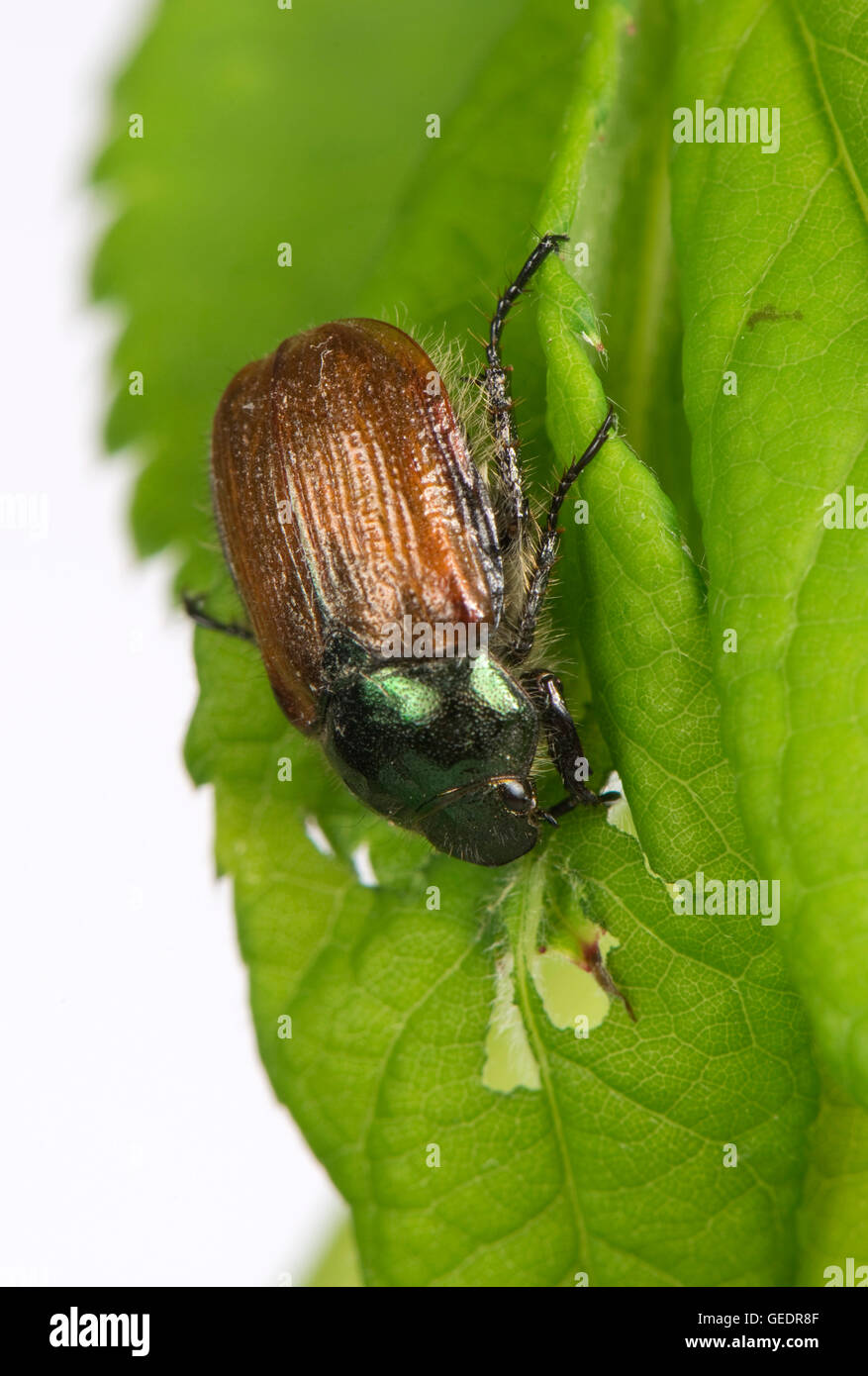 June leaf hi-res stock photography and images - Alamy