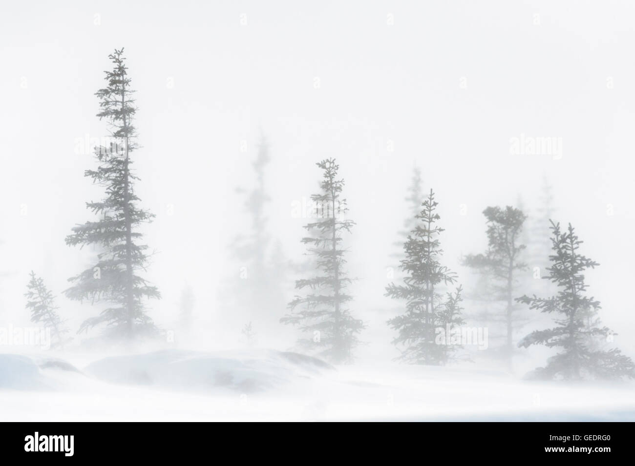 Arctic landscape with boreal forest, during blizzard, Churchill ...