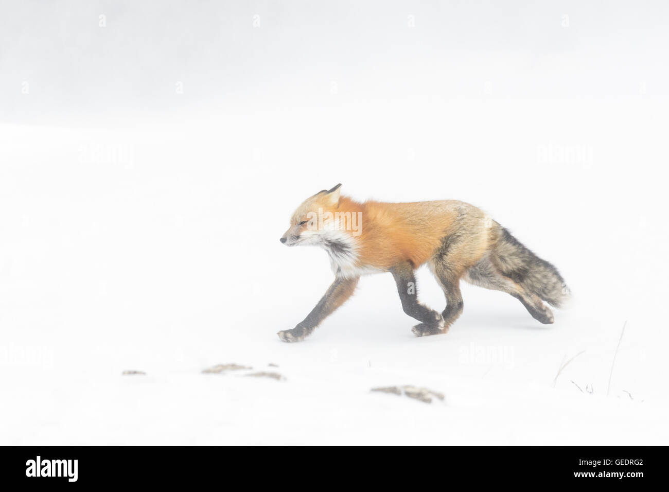 Red Fox (Vulpes vulpes) adult, walking in snow during blizzard ...