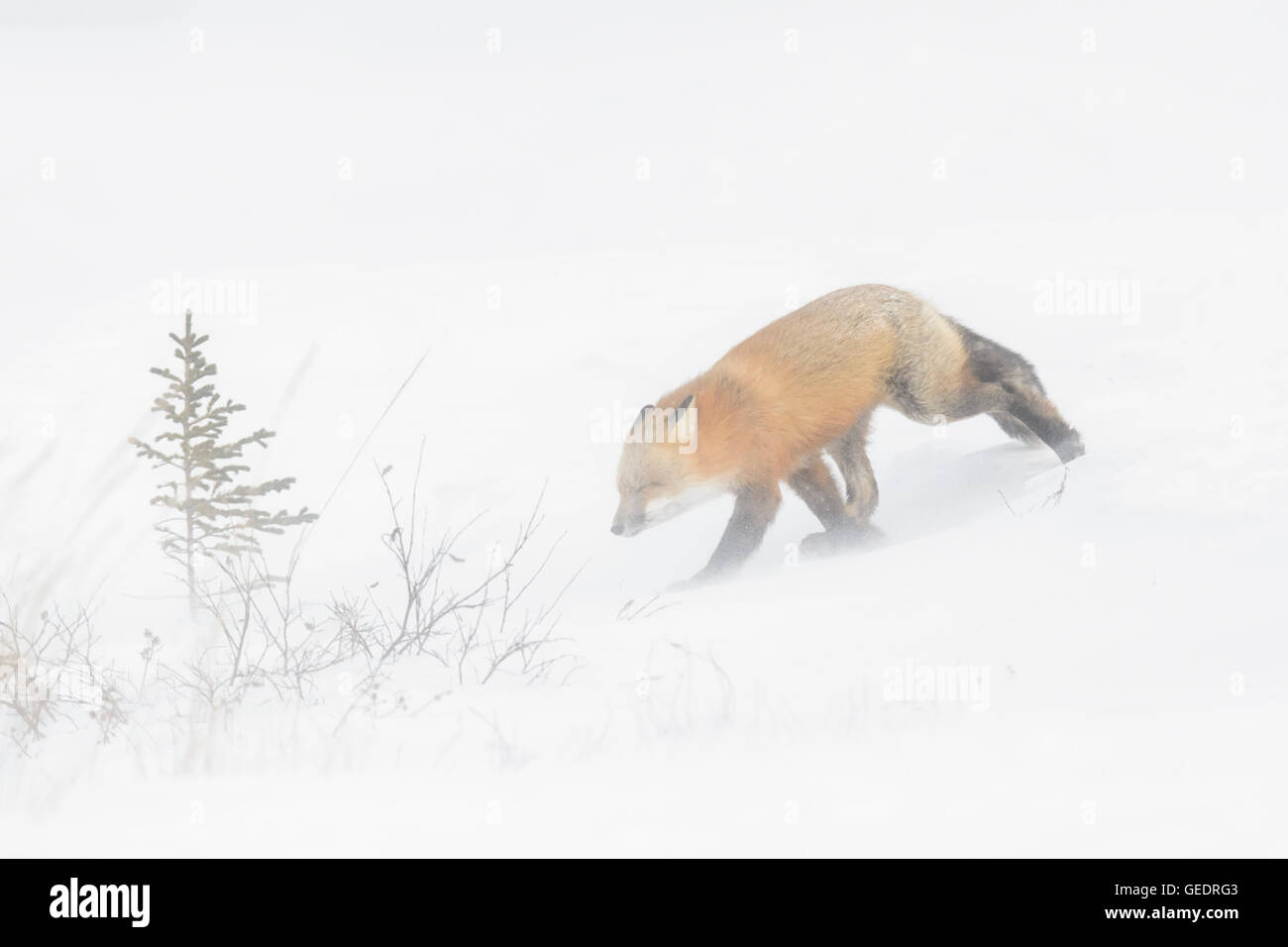 Side view red fox running hi-res stock photography and images - Alamy