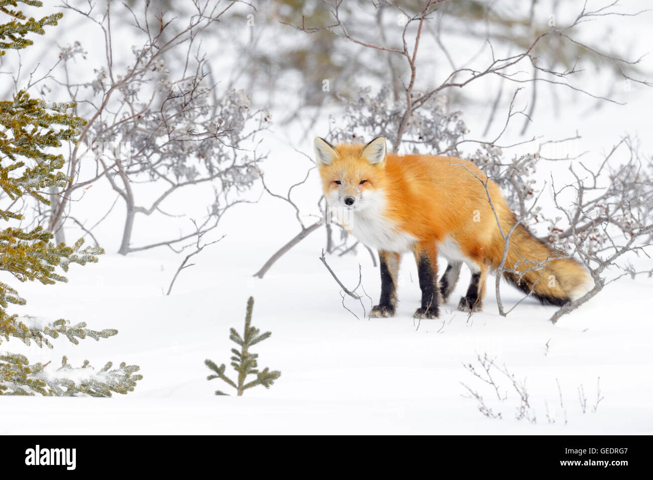 Fox Standing High Resolution Stock Photography and Images - Alamy