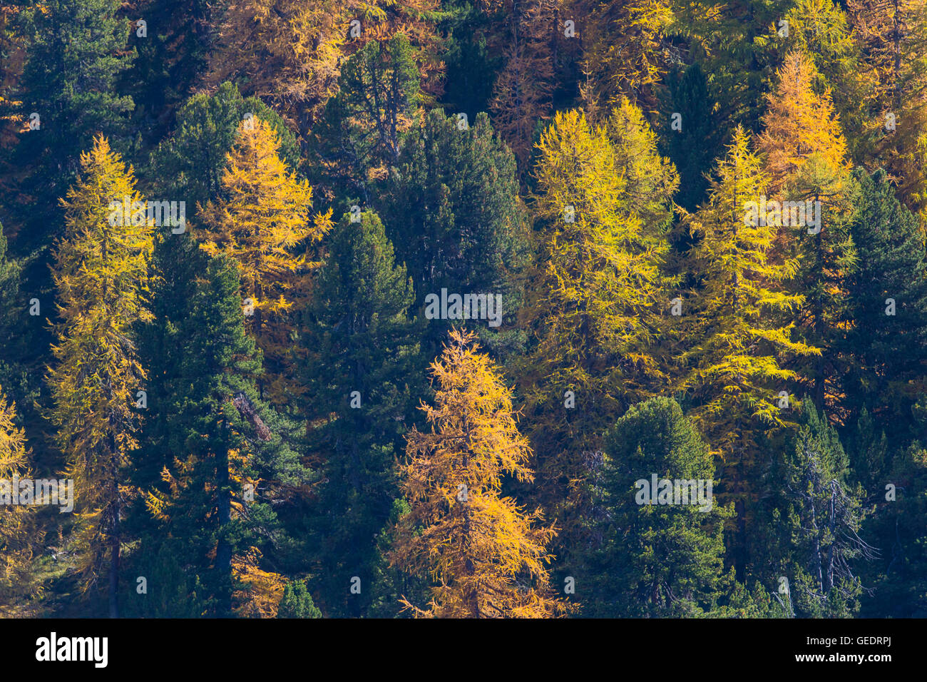 Forest of spruces in autumn Stock Photo - Alamy