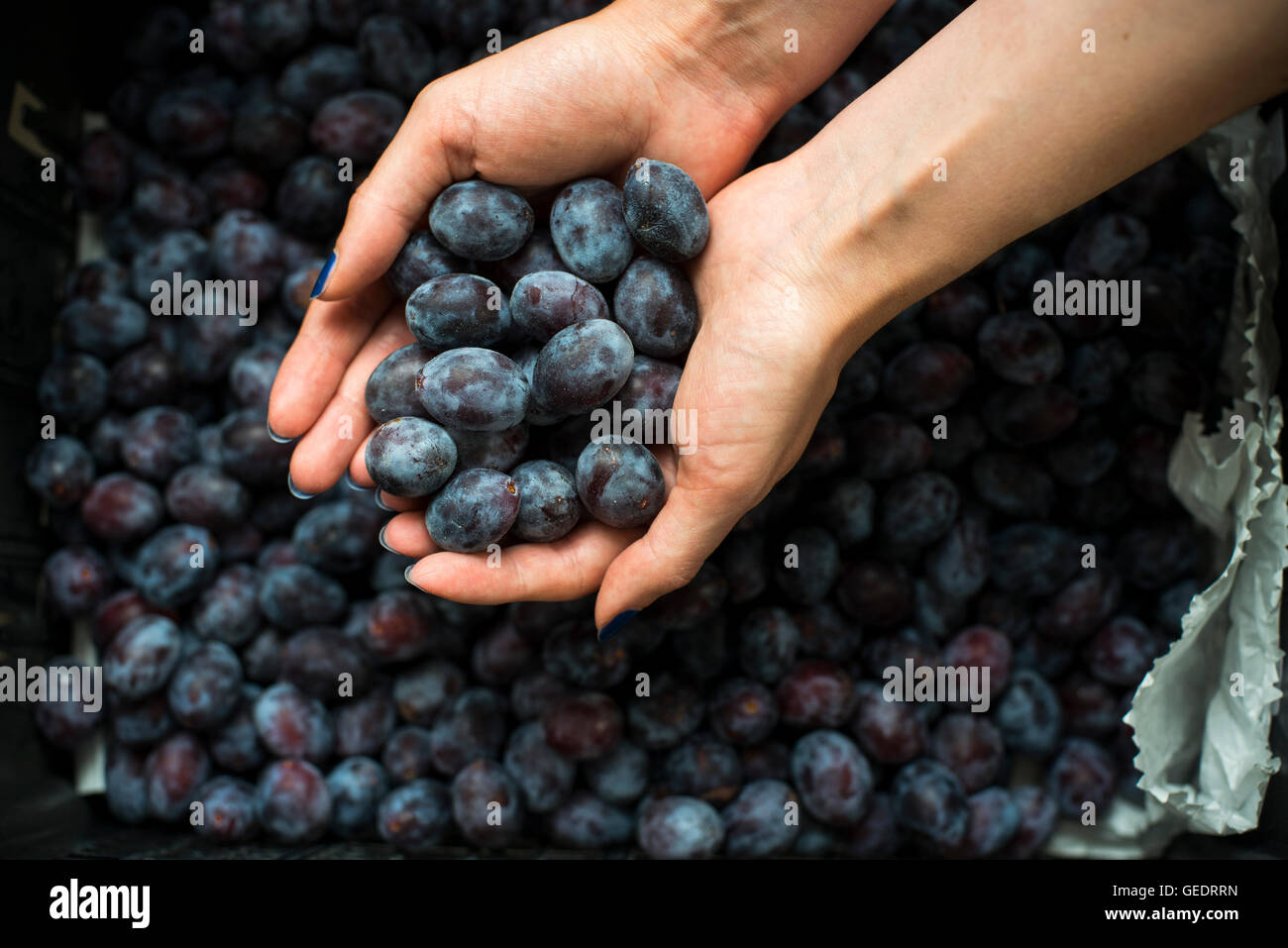 Woman's Hands Holding Plums, High Angle View Stock Photo - Alamy