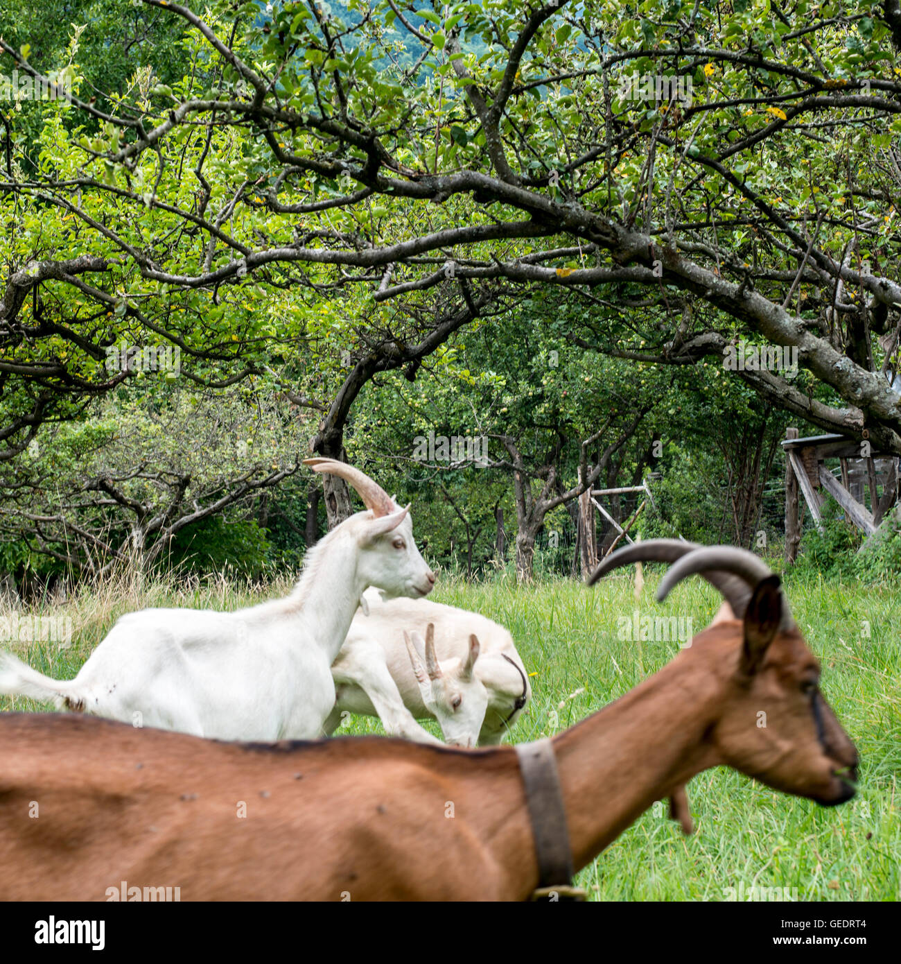 Three Goats in Field Stock Photo - Alamy
