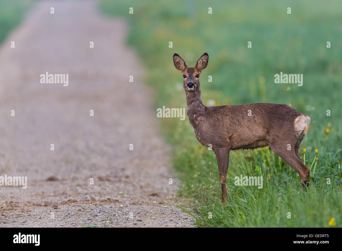 Animal pathway hi-res stock photography and images - Alamy