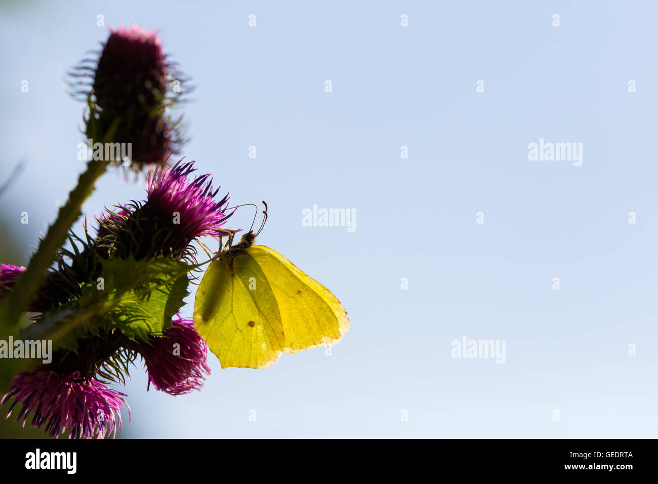 Vibrant yellow brimstone butterfly hi-res stock photography and images ...