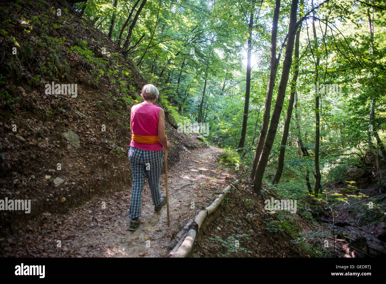 Senior Woman Walking along Wooded Path with Walking Stick, Rear View ...