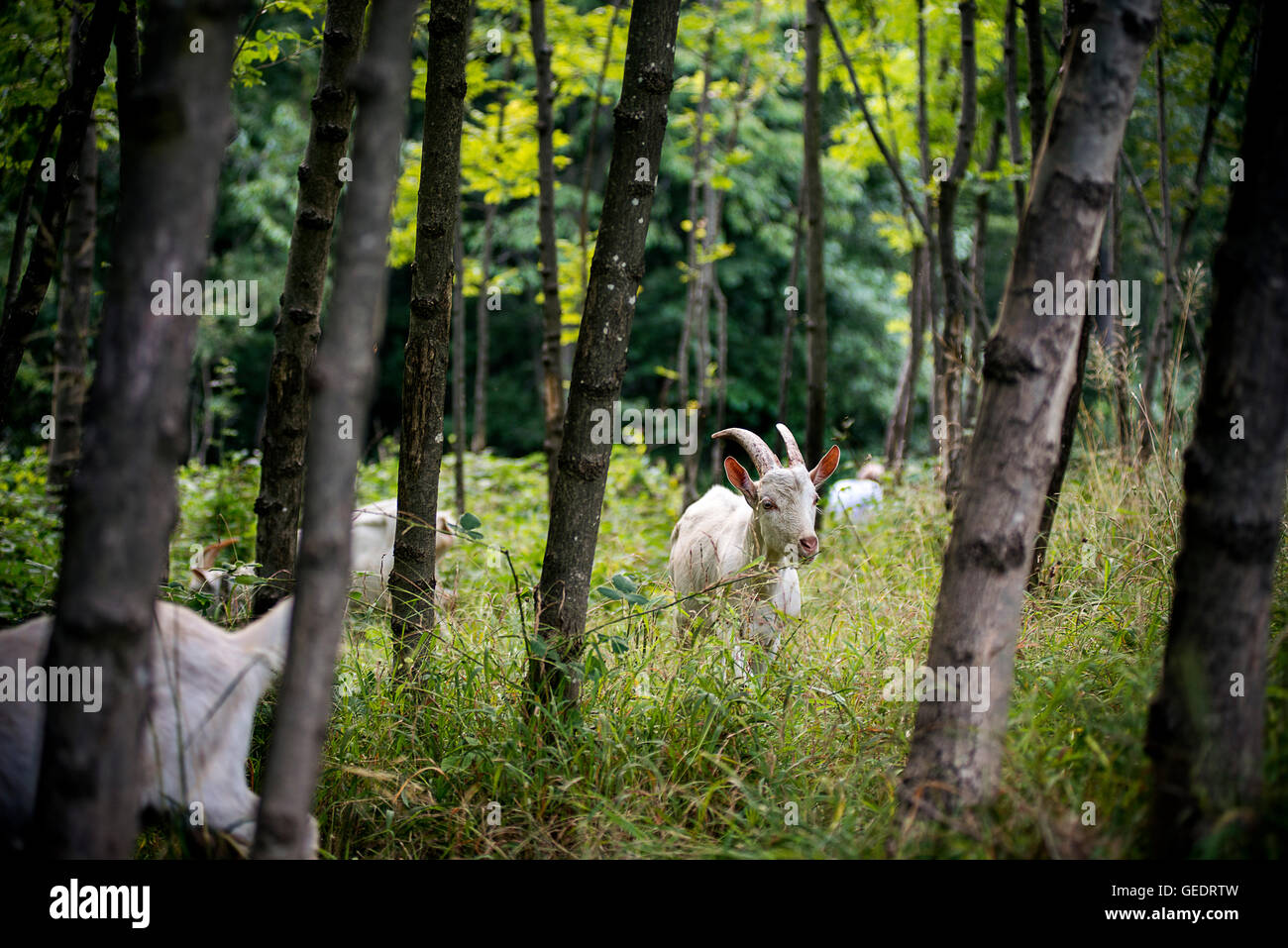 Goats Foraging in Woods Stock Photo - Alamy